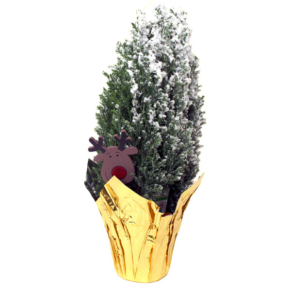 Food Lion 4" Ellwoodii Tree Same-Day Delivery or Pickup | Instacart
