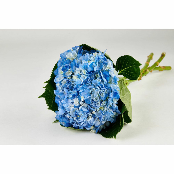 The Fresh Market Premium Hydrangeas Same-Day Delivery or Pickup | Instacart