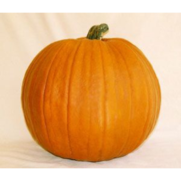 PUMPKINS, LARGE Delivery or Pickup | Restaurant Depot