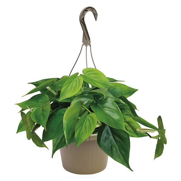 8" Foliage Assorted Varieties Same-Day Delivery or Pickup | ALDI