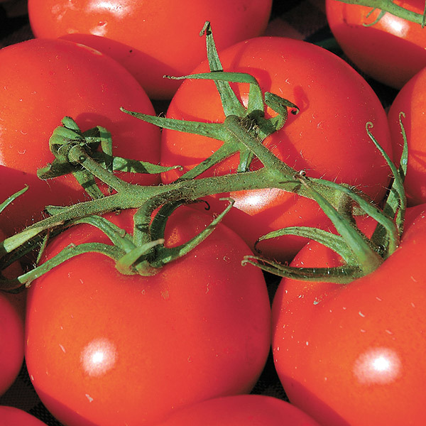 Big Y Fresh Native Tomatoes Same-Day Delivery | Instacart