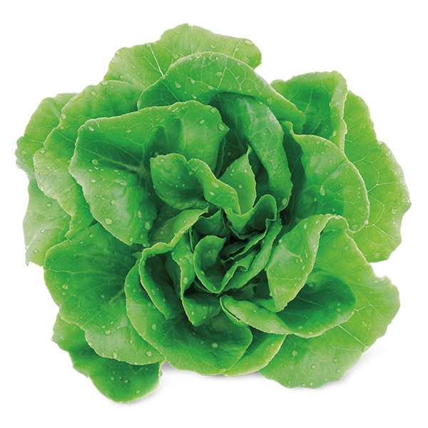 ALDI Green Leaf Lettuce Same-Day Delivery or Pickup | Instacart