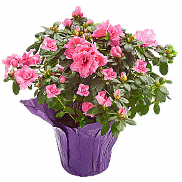 Safeway Newark Florist Azalea in Pot - 6" Same-Day Delivery or Pickup ...