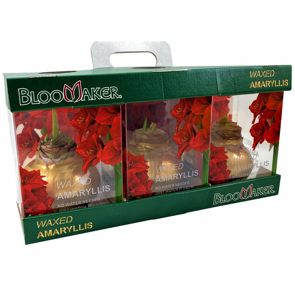 Costco Bloomaker Waxed Amaryllis Same-Day Delivery or Pickup | Instacart