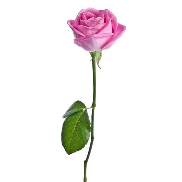 Pink Rose Guar (12 ct) - Instacart