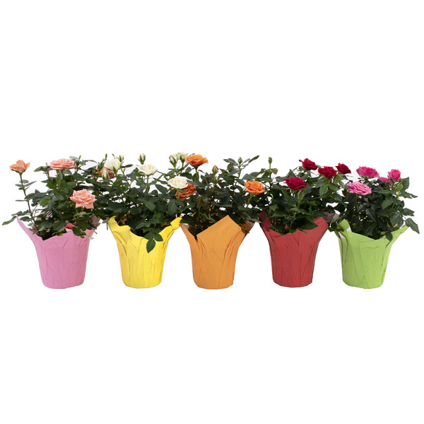 4” Mini Rose Same-Day Delivery or Pickup | Market 32 and Price Chopper