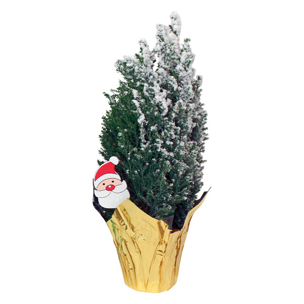 4" Ellwoodii Tree Same-Day Delivery or Pickup | ALDI