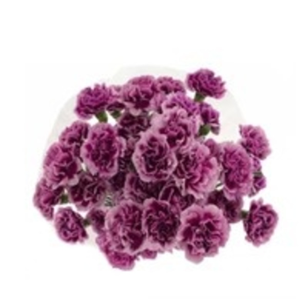 12-Stem Mini Carnations Bunch Same-Day Delivery or Pickup | Market 32 ...