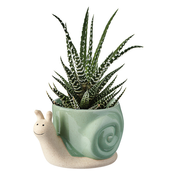 Belavi Snail Ceramic Planter Same-Day Delivery or Pickup | ALDI