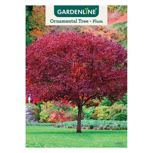 Gardenline Flowering Plum Tree Same-Day Delivery or Pickup | ALDI