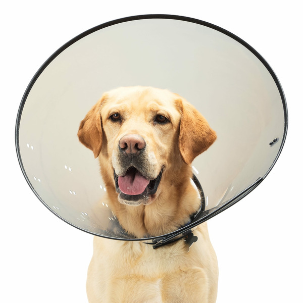 Petco Well & Good Recovery Cone Collar for Dogs Same-Day Delivery ...