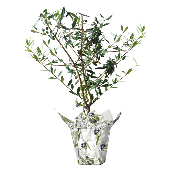 ALDI Olive Tree Same-Day Delivery or Pickup | Aldi