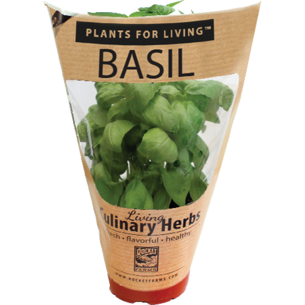 Rocket Farms 5.5" Basil Plant Same-Day Delivery or Pickup | Sprouts Farmers Market
