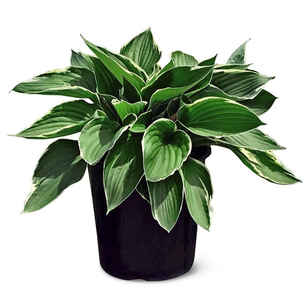 Hostas Plant Same-Day Delivery or Pickup | ALDI