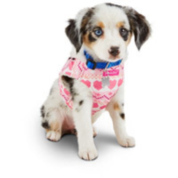 Petco Smoochie Pooch Pink Leopard Dog Harness, X-Small (each) - Instacart
