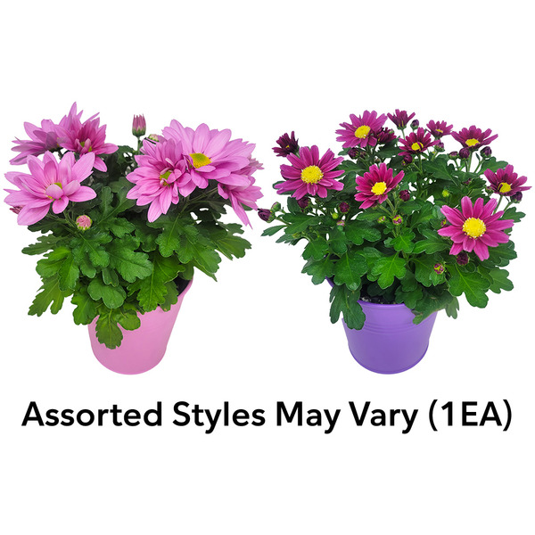 Mini Mums Same-Day Delivery or Pickup | Publix